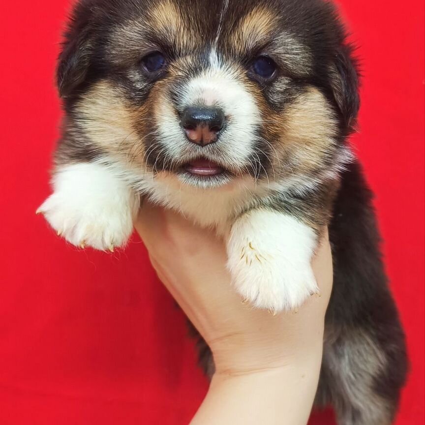 Для Вас мальчик триколор Вельш корги пемброк