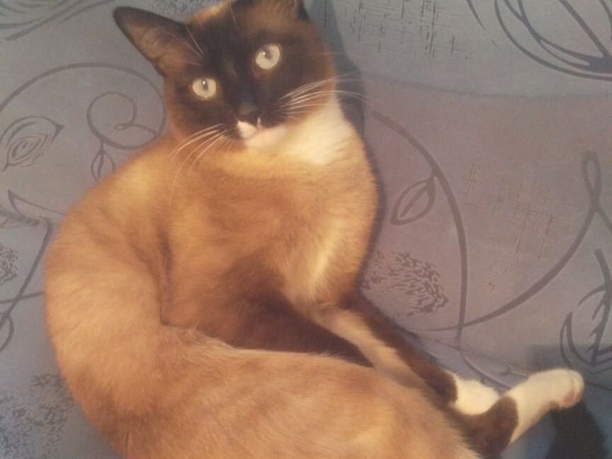 Сиамский кот 2года