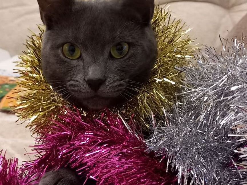 Кот