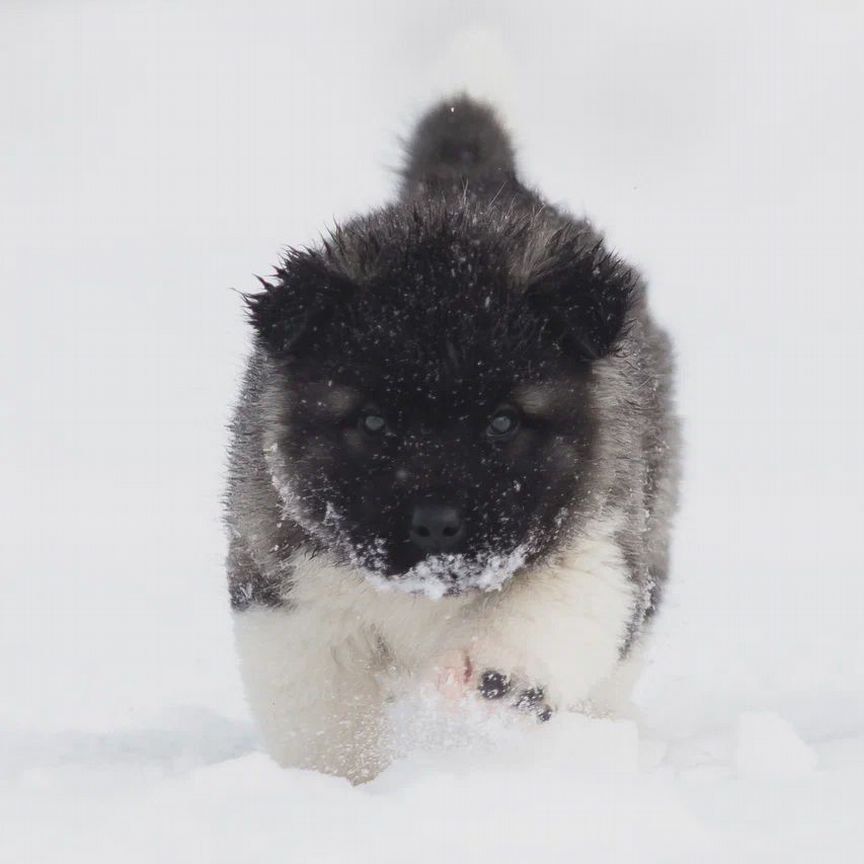 Американская акита, щенок