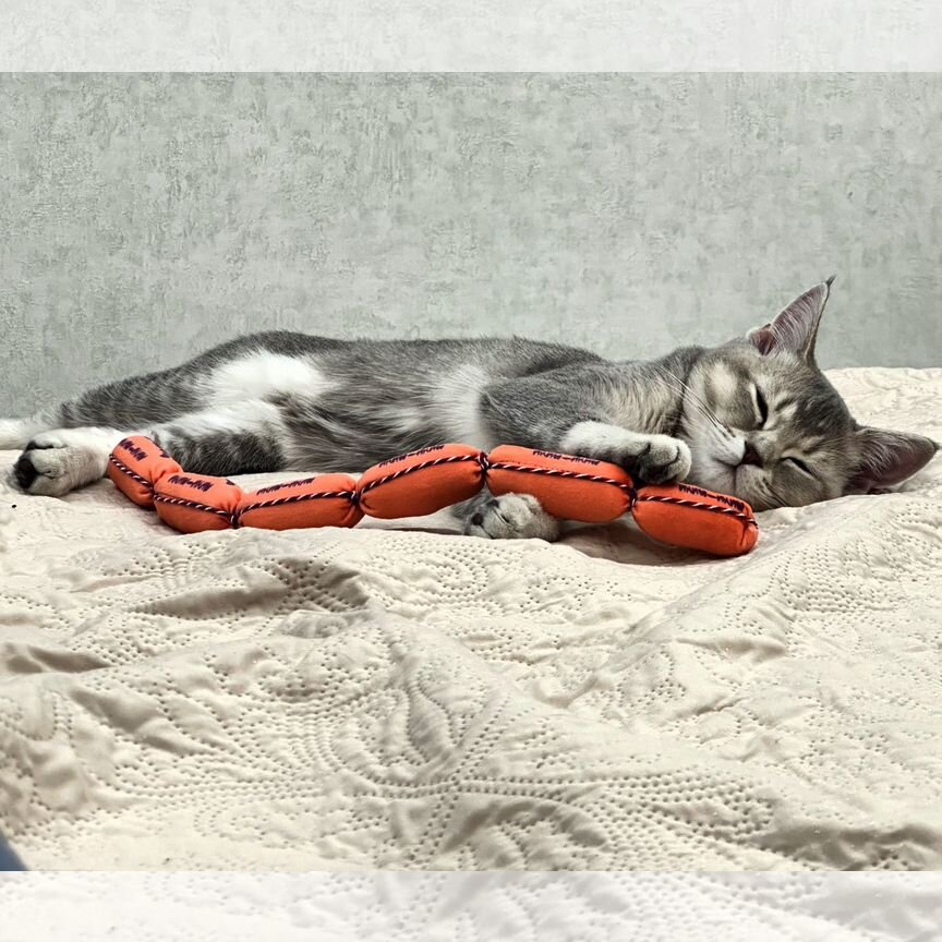 Шотландский прямоухий длинношёрстный котёнок