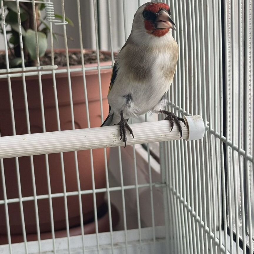 Седоголовый щегол