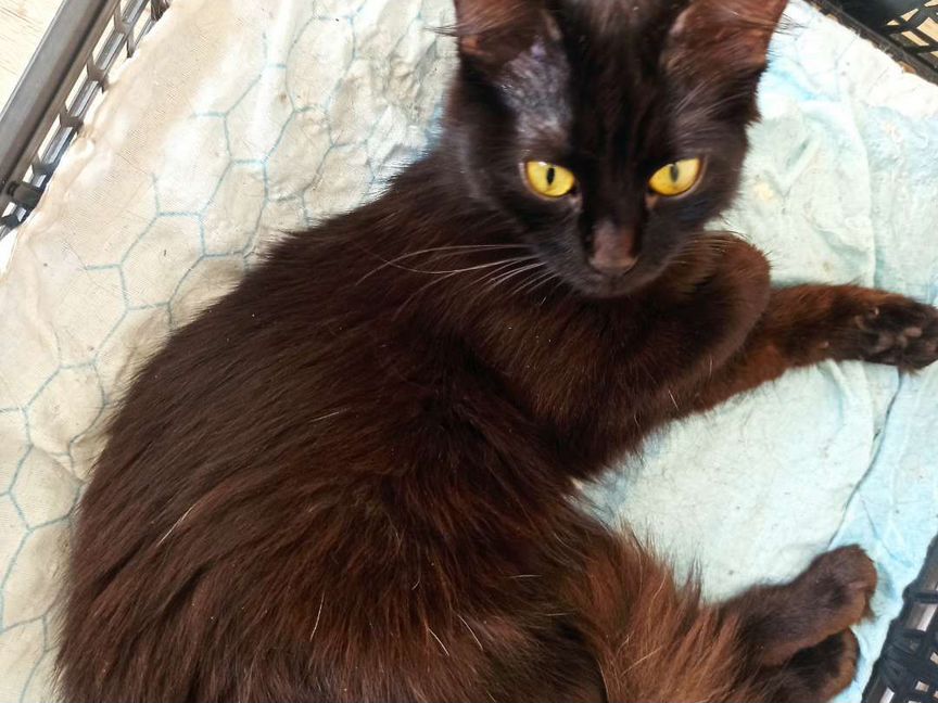 Кошечка в добрые руки