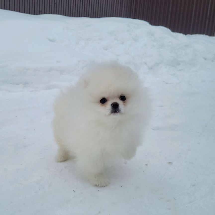 Померанский шпиц мальчик