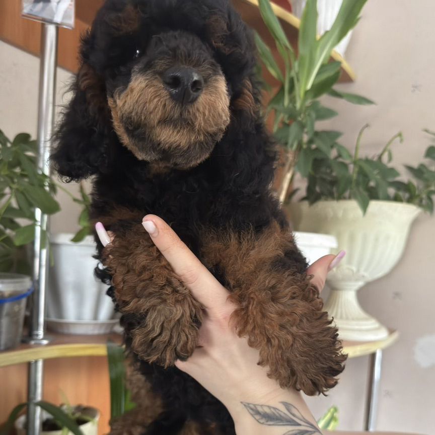 Пудель, щенок