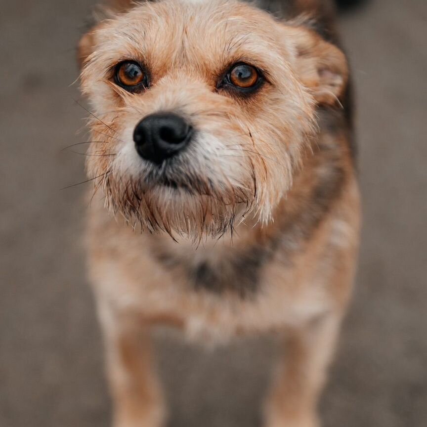 Собака в добрые руки