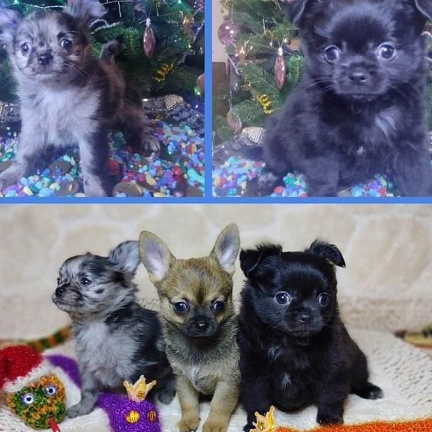 Разноцветные Чихуахуа щеночки