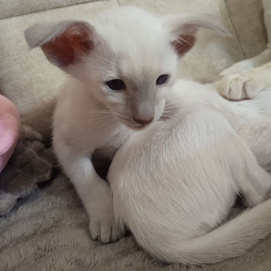 Ориентальные котята