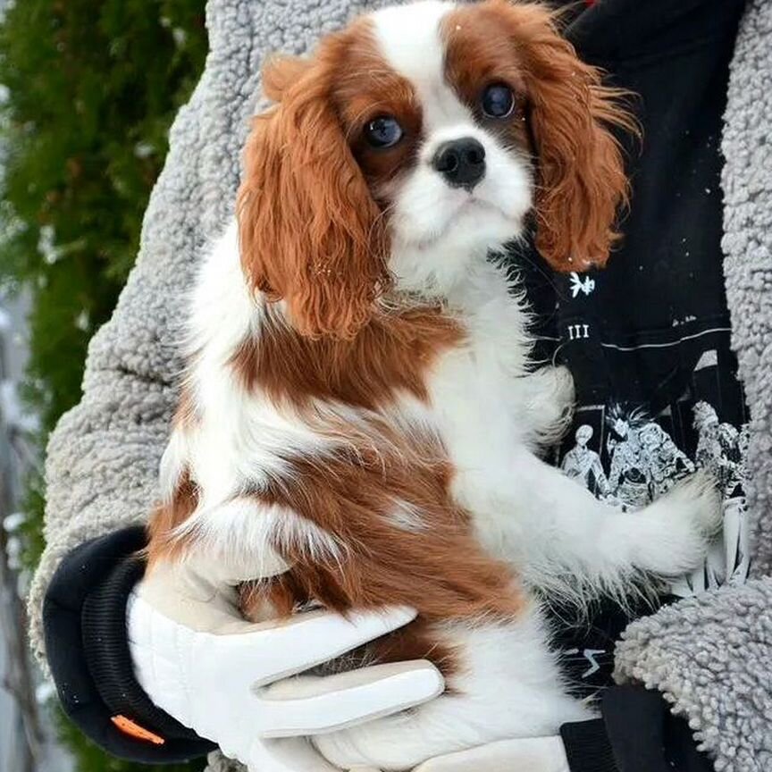 Кавалер кинг-чарльз-спаниель, щенок