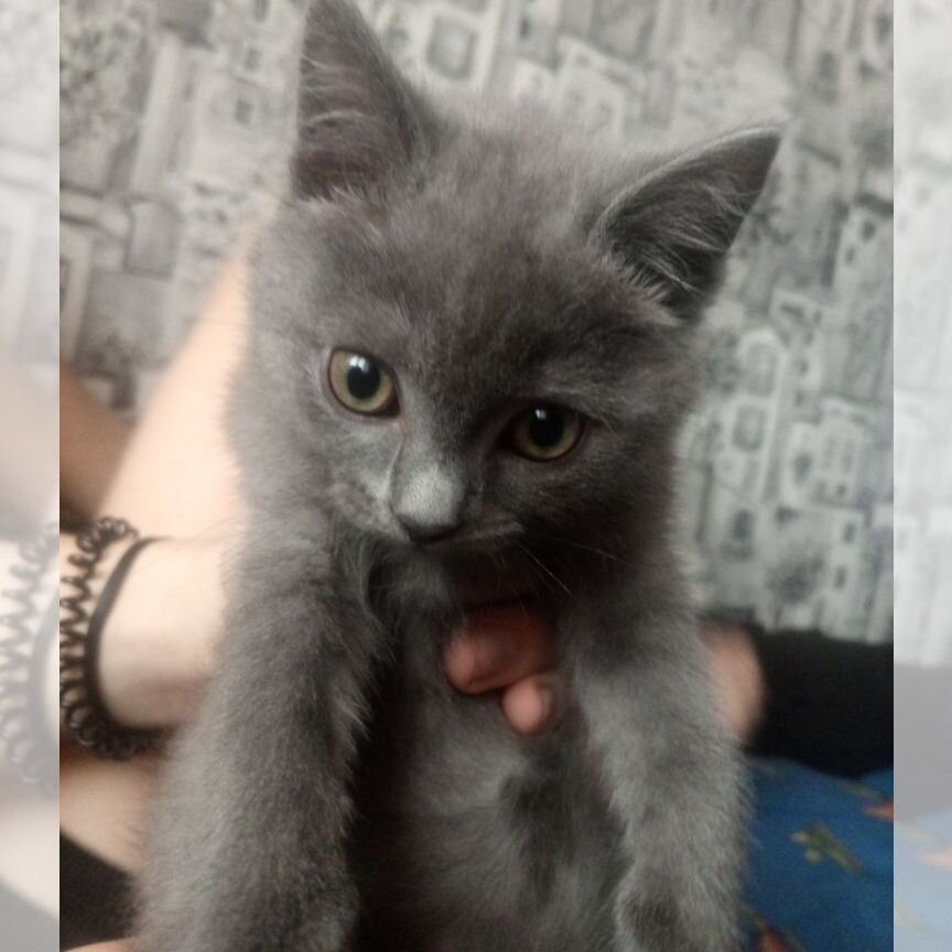 Шотландский Котёнок