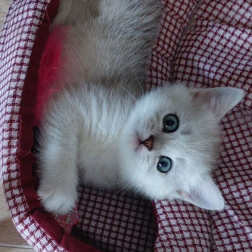 Британский короткошёрстный котёнок