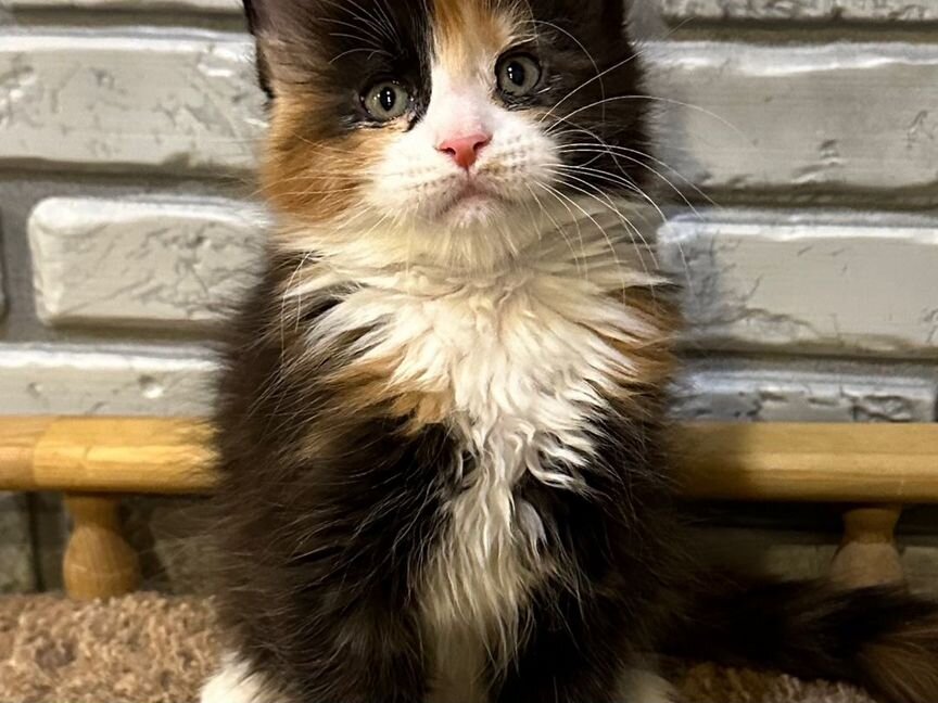 Котенок Мейн Кун