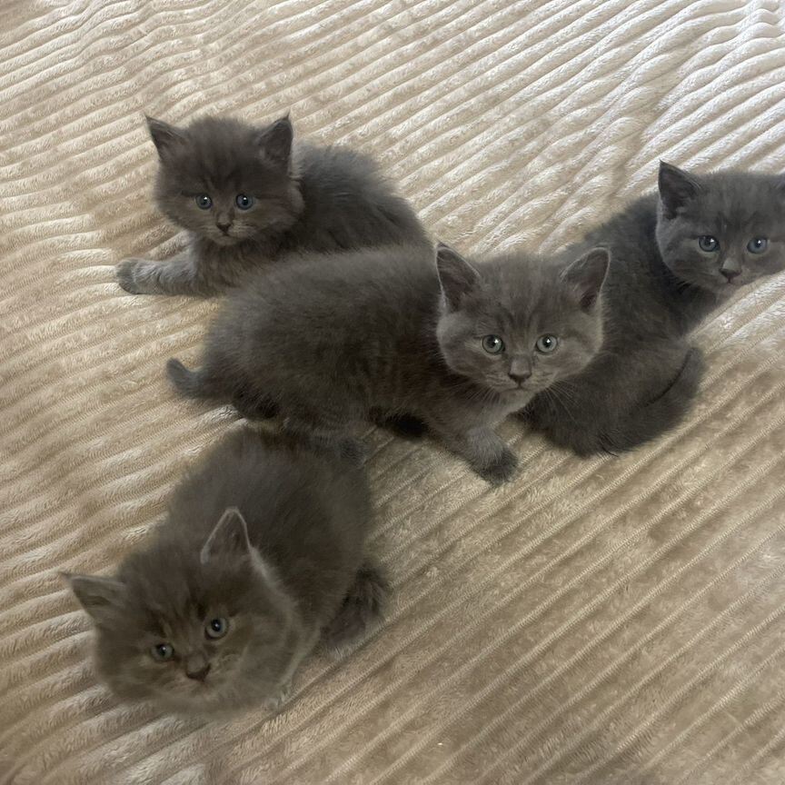 Британские котята