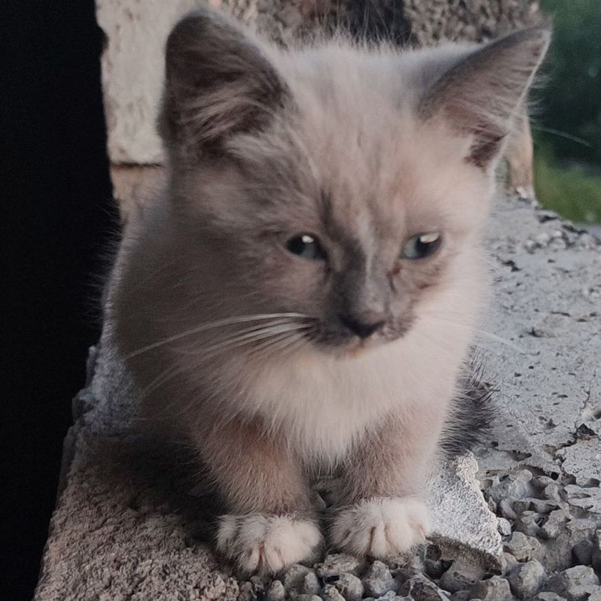 Котята в добрые руки бесплатно девочки