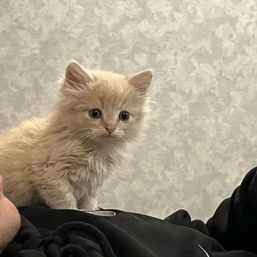 Отдам котят в добрые руки