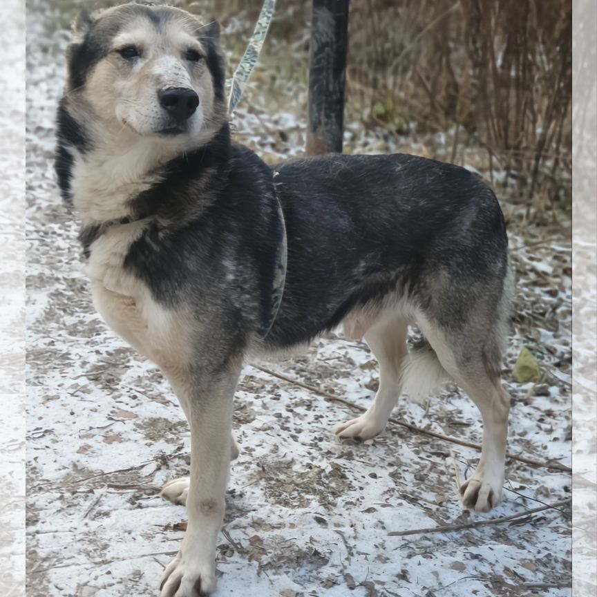 Взрослый пёс в добрые руки