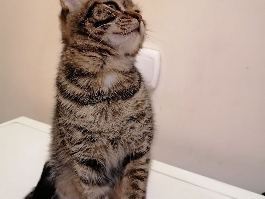 Кошка