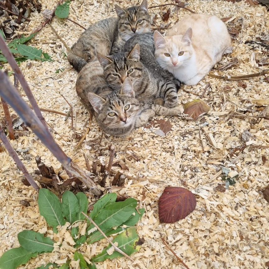 Отдам котенка в добрые руки