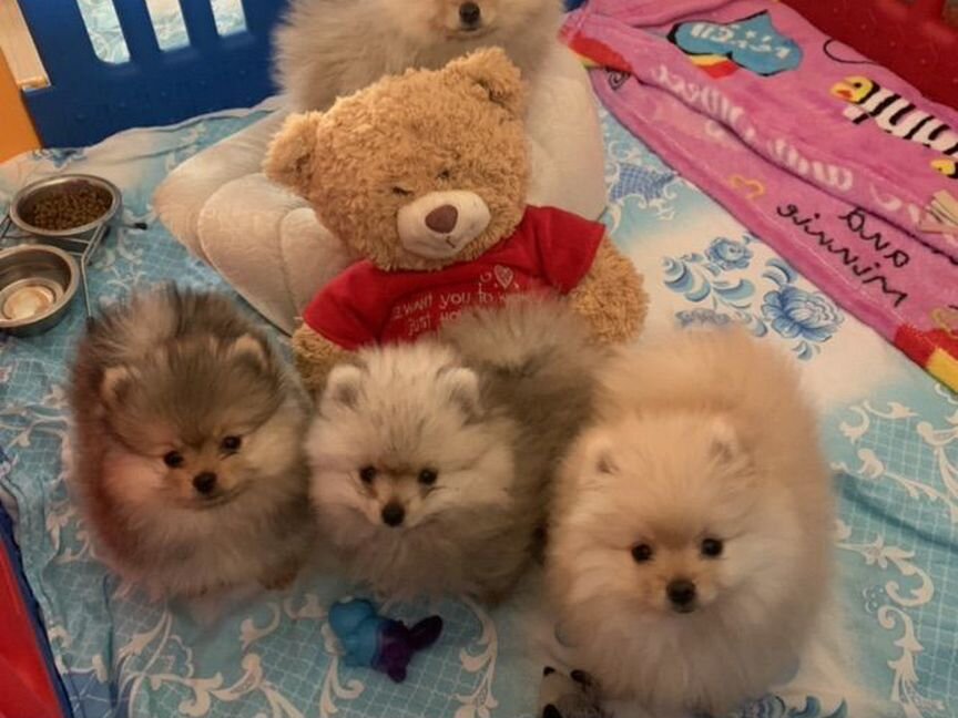 Щенки померанского шпица