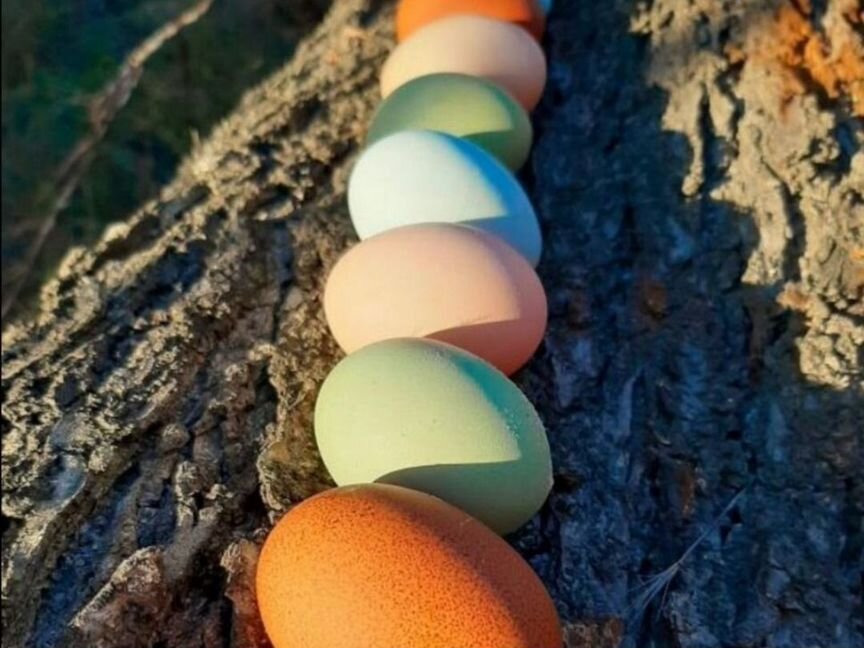 Инкубационное яйцо Бройлера, Несушек, Уток, Гусей