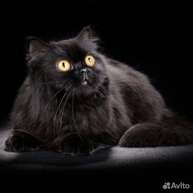 Шотландская кошка Хайленд страйт