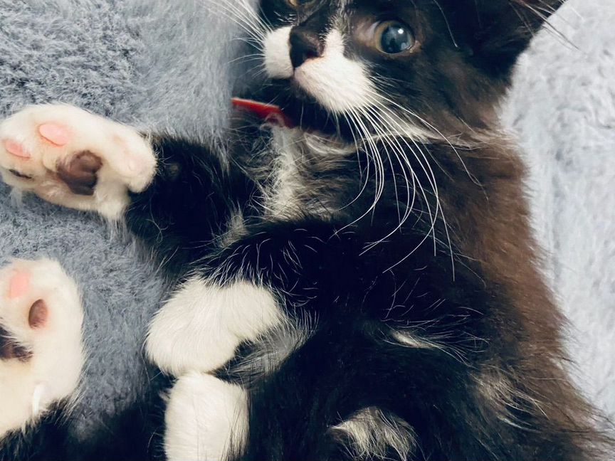 Котенок в добрые руки