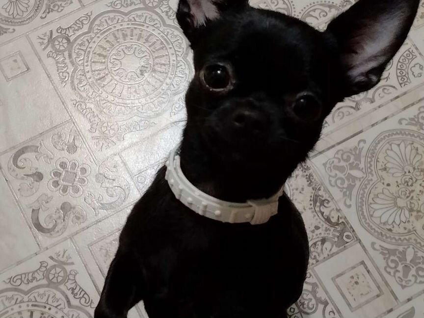 Вязка чихуахуа девочка