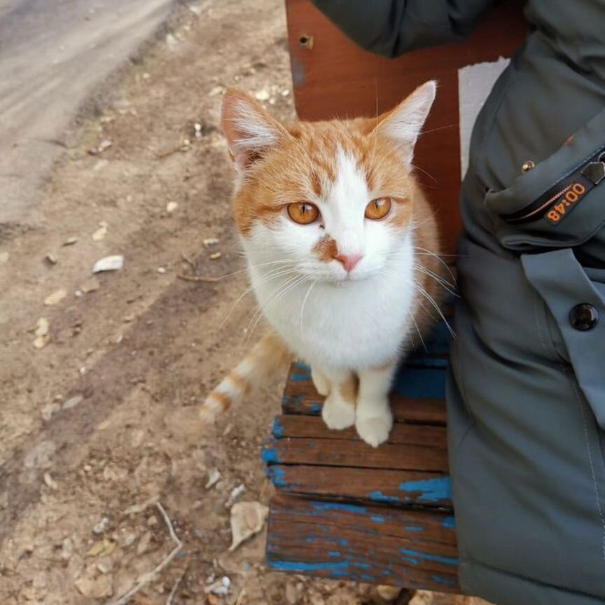 Котята в добрые руки бесплатно