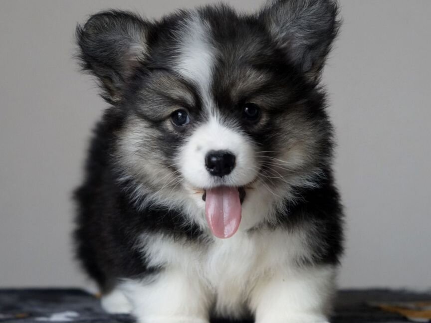 Красотка-девчонка Вельш Корги Пемброк