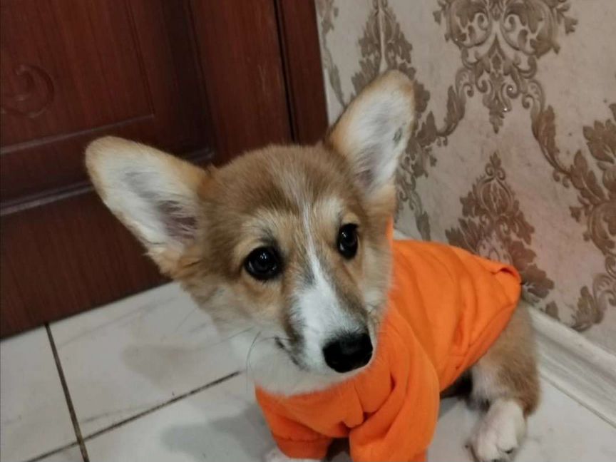 Щенки вельштерьера