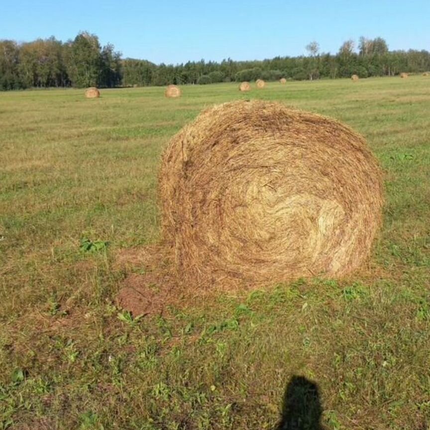 Сено в рулонах