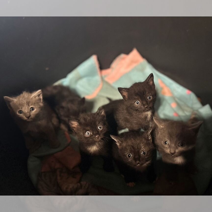 Котята из питомника растений
