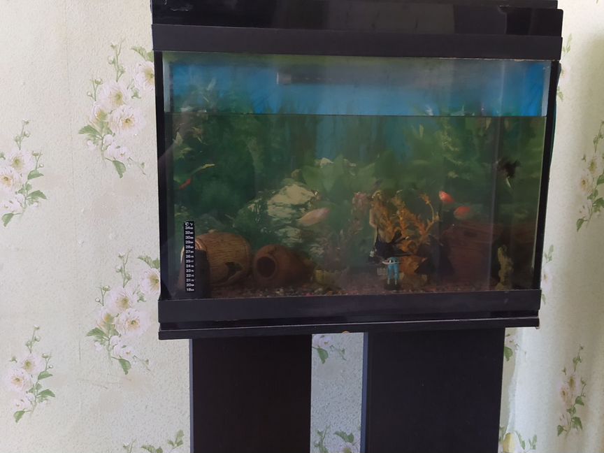 Аквариумные рыбки с тумбой