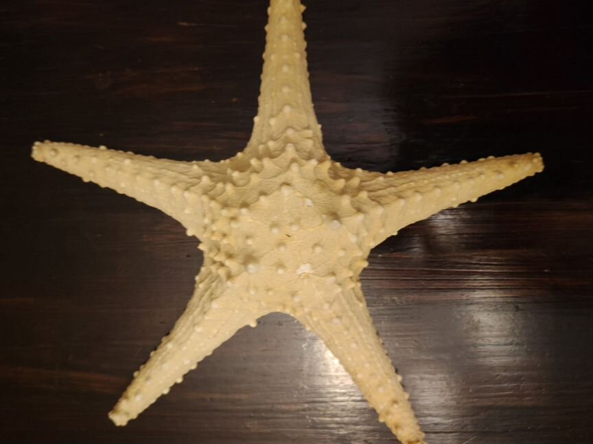 Морская звезда настоящая