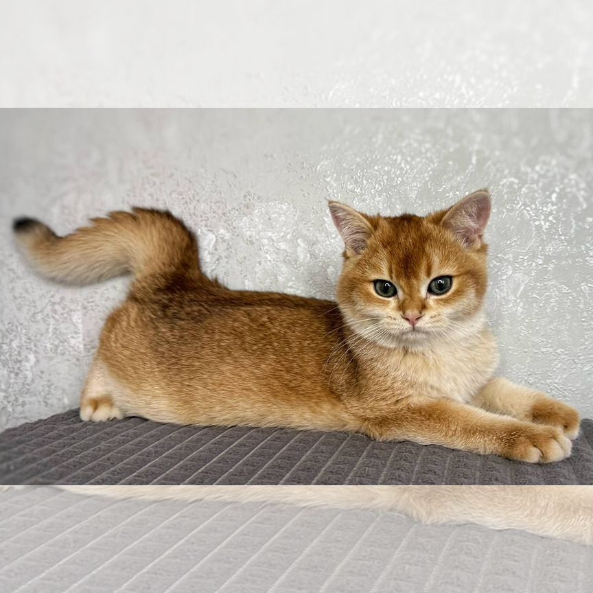 Британский короткошёрстный котёнок