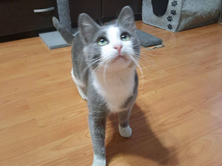 Дымчатый котенок в добрые руки