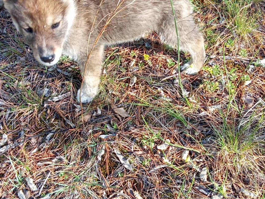 Западно сибирская лайка