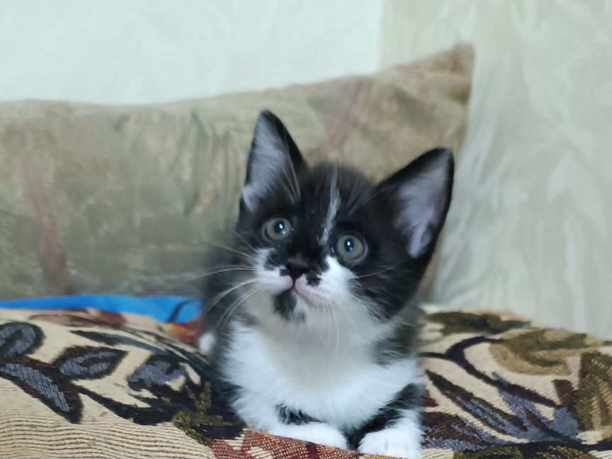 Кошечка Кира