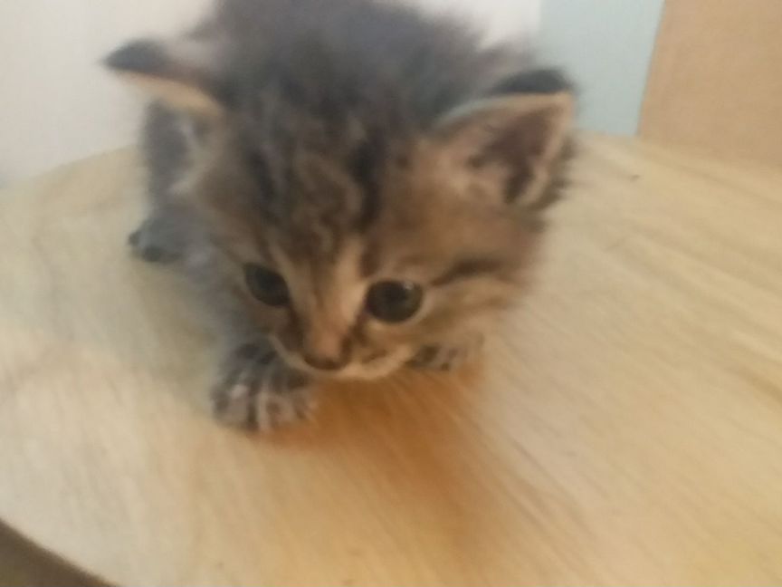 Котята британские