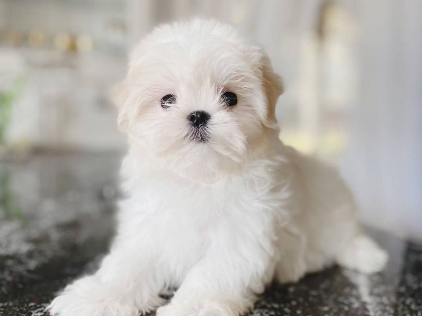 Щенок мaльтeзе мальчик - 2,5 мес