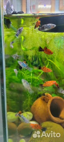 Рыбки Пецилии неоновые, помесь красных с неоновыми