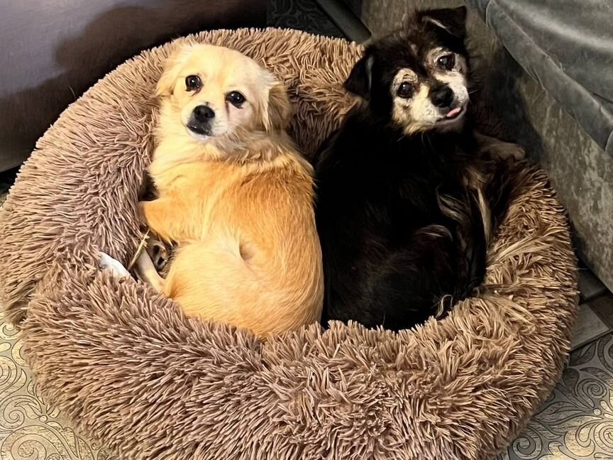 Две маленькие собачки ищут дом