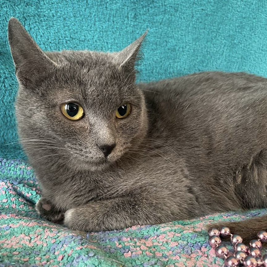 Русский голубой котёнок