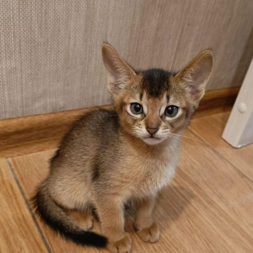 Аббисинский котик