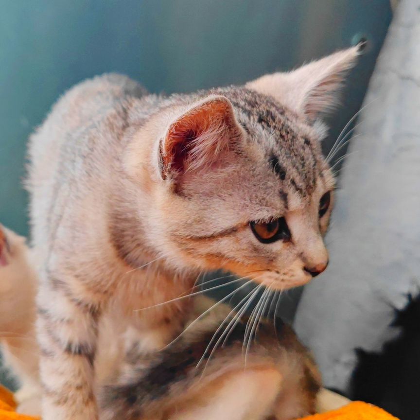 Котёнка