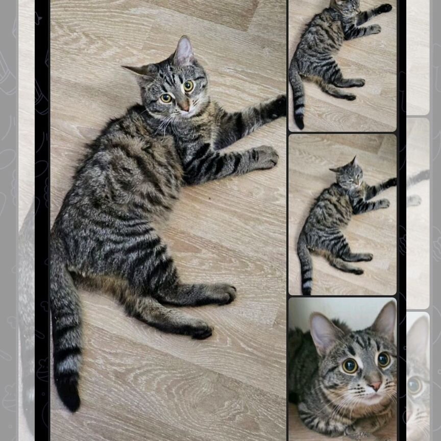 Котёнок в добрые руки