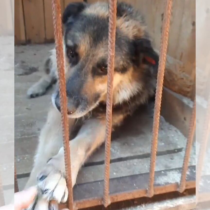 Взрослый пёс в добрые руки