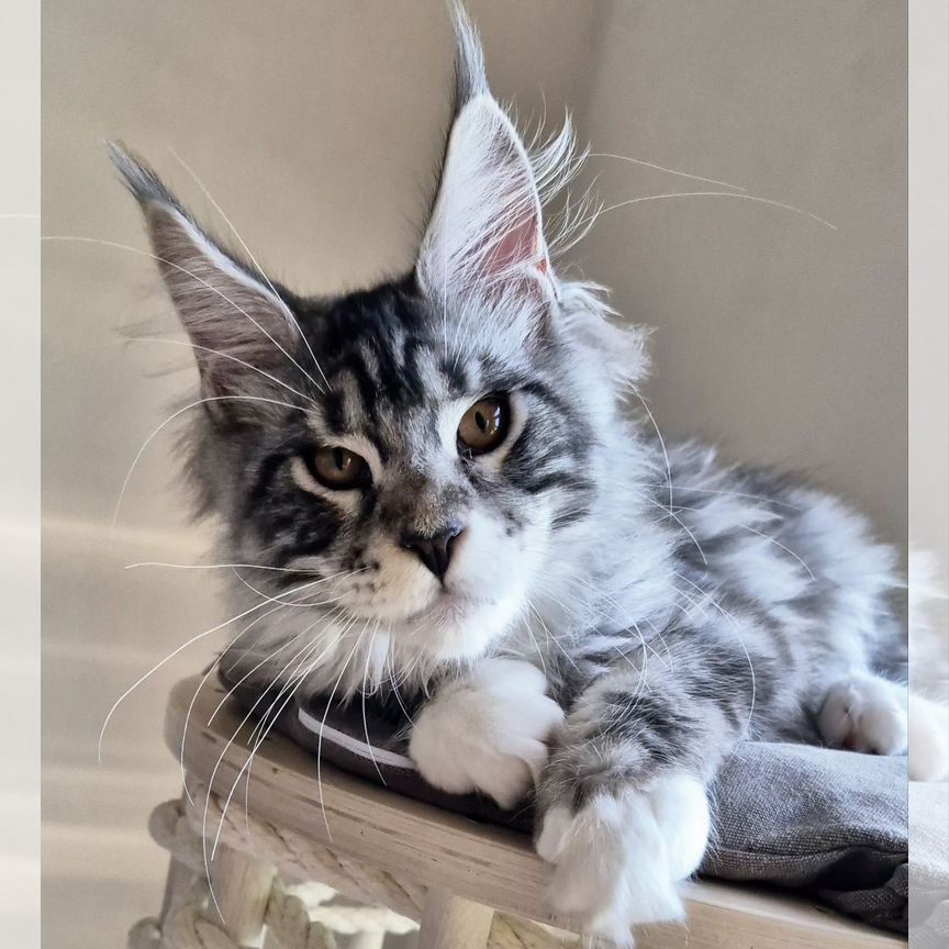 Мейн-кун котёнок