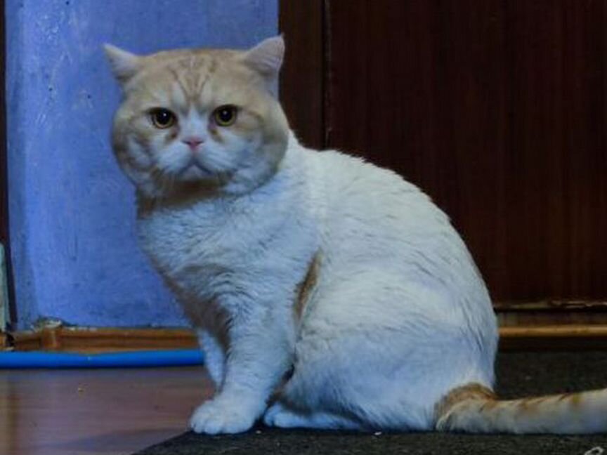 Шотландский кот вязка