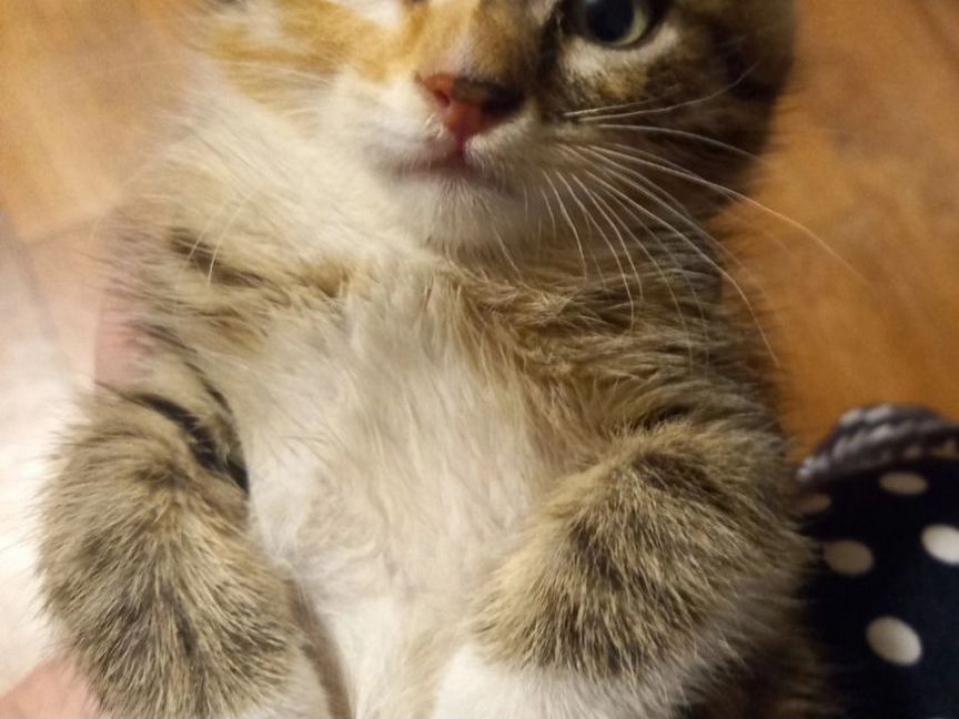 Няшка 1.5 мес